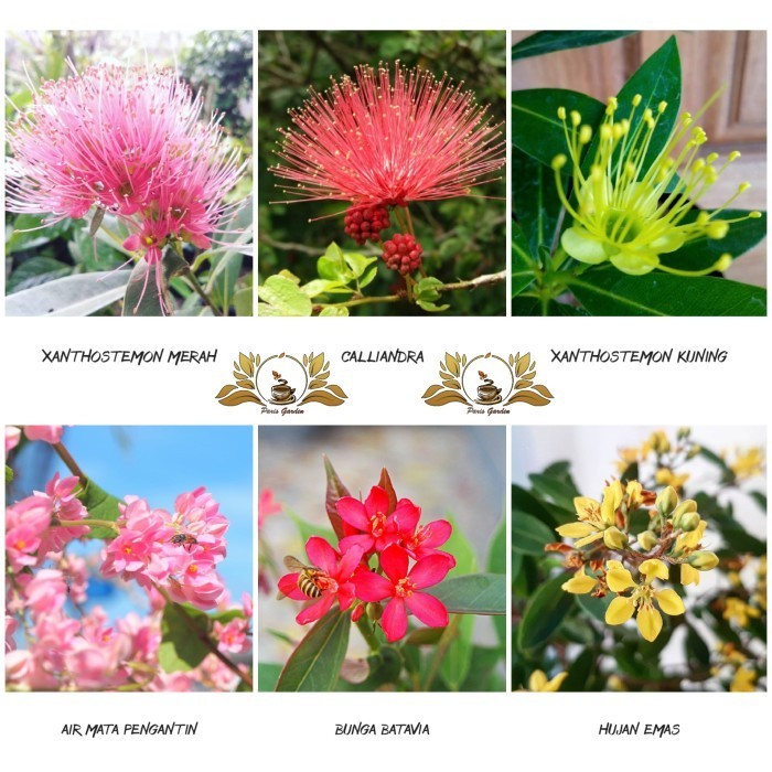 Jual PAKET 6 BUNGA SANTOS LEMON KALIANDRA BATAVIA HUJAN EMAS AMP ...