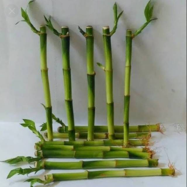 Jual Seed Center Stek Bibit Bambu Hoki (1 Batang) | Shopee Indonesia