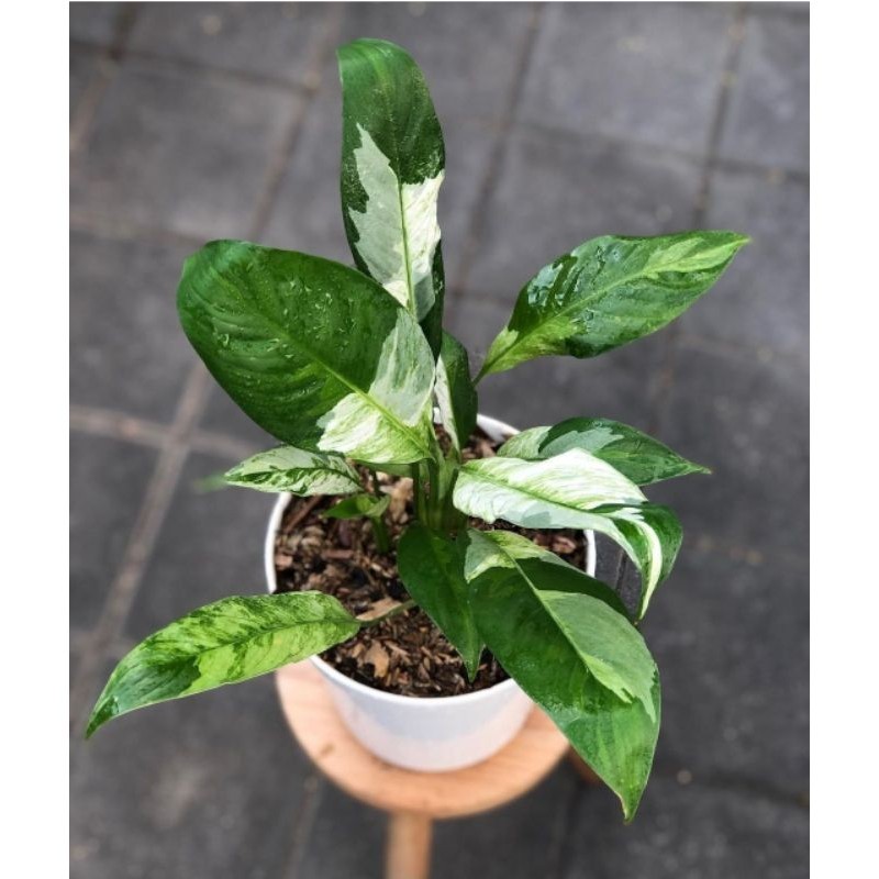 Jual Tanaman Hias Peace Lily Variegata Bunga Hias Peace Lily Variegata ... Jual Tanaman Hias Peace Lily Variegata Bunga Hias Peace Lily Variegata ...