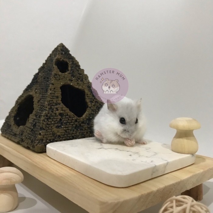 Jual HAMSTER COOLING PAD MARBLE TEMPAT TIDUR DINGIN KOTAK DWARF ...