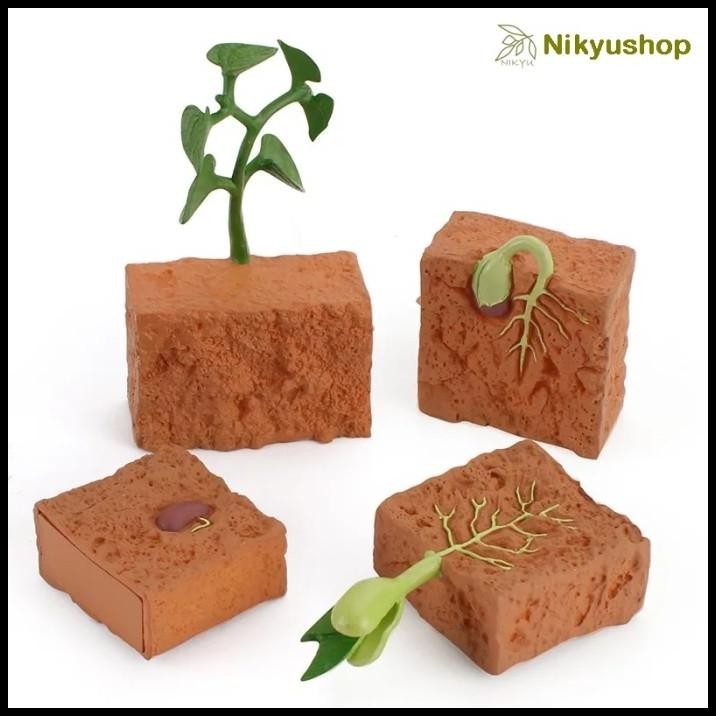 Jual Mainan Edukasi Siklus Hidup Life Cycle Tanaman Kacang Green Bean ...