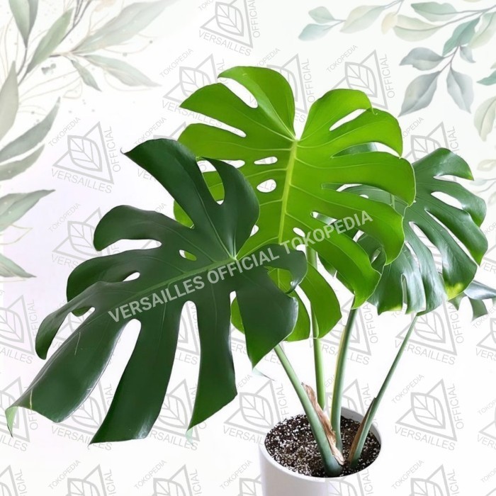 Jual Monstera Deliciosa King Tanaman Hias Asli Bunga Sultan Outdor ...
