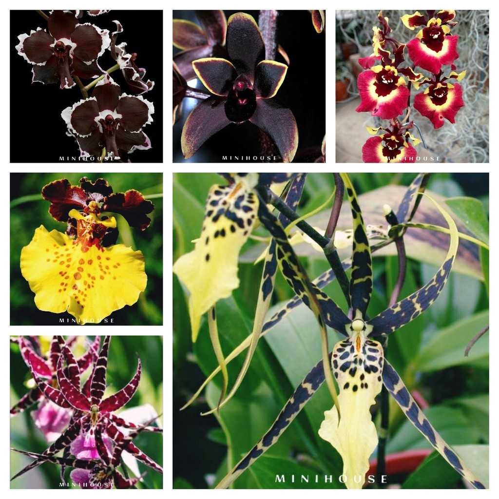 Jual PAKET ISI 6 BENIH ANGGREK ORCHID IMPORT | Shopee Indonesia