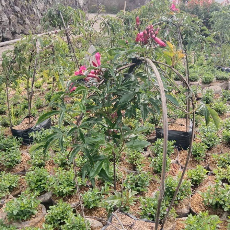 Jual tanaman bunga rambat untuk pagar stefanot merah | Shopee Indonesia