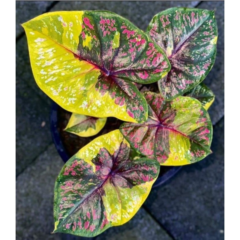 Jual Tanaman Hias Keladi Thai Series Emerald Bunga Hias Keladi Caladium ...