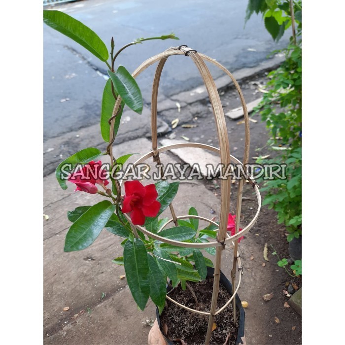 Jual Tanaman Rambat Bunga Alamanda Merah Order Via Ojol | Shopee Indonesia
