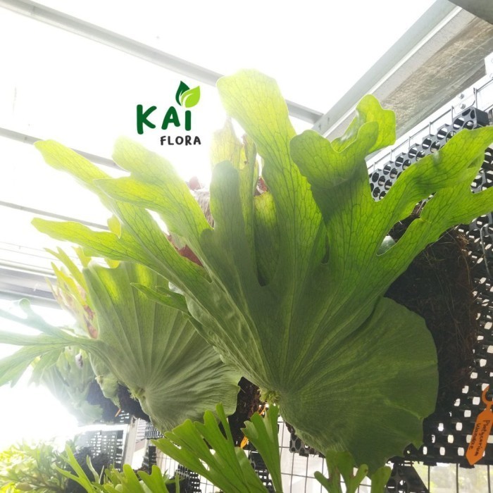 Jual Platycerium Wandae Simbar Papua | Shopee Indonesia