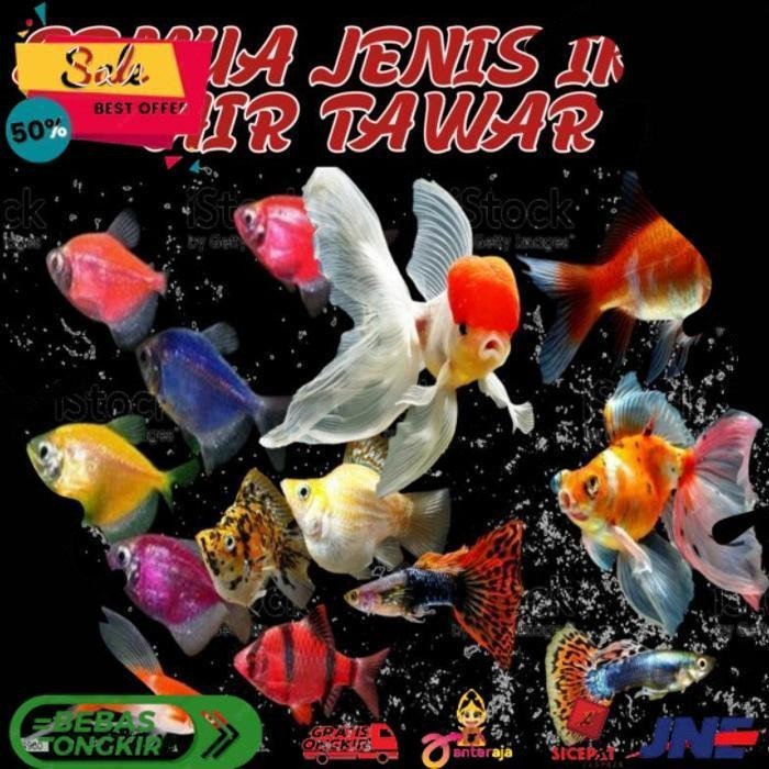 Jual SEMUA JENIS IKAN HIAS AIR TAWAR, IKAN WARNA WARNI / GLOWFISH TETRA ...