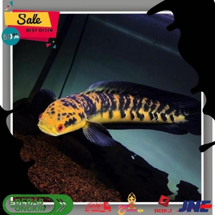 Jual STIKER CHANNA YELLOW SENTARUM YS MARU ALISUP | Shopee Indonesia