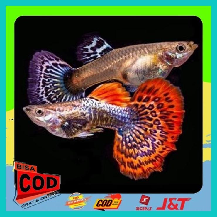 Jual IKAN HIAS GUPPY RED DRAGON AIR TAWAR AQUARIUM AQUASCAPE ALISUP | Shopee Indonesia