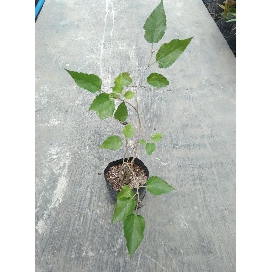 Jual FREESS BIBIT POHON TANAMAN BUAH MURBERRY / MURBEY / MURBEI TOS ...