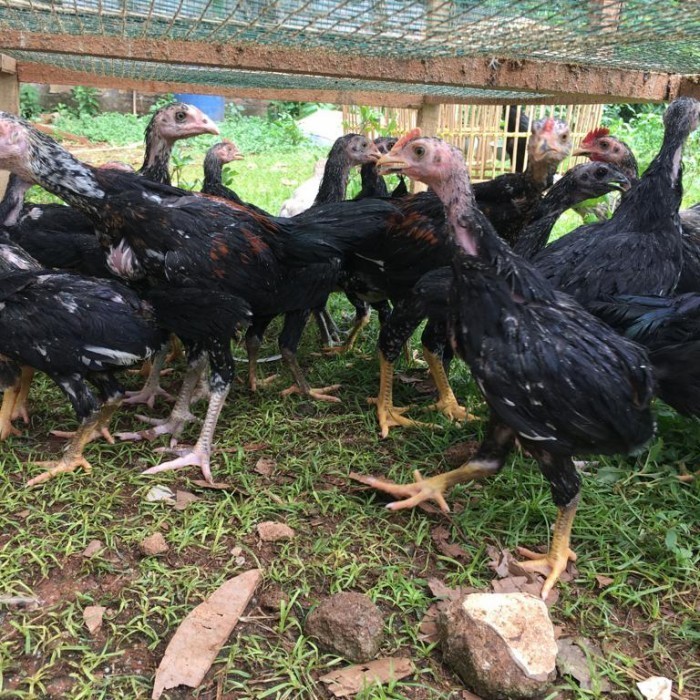 Jual Pitik Bangkok ,Anak Ayam Bangkok Usia 1Bln | Shopee Indonesia