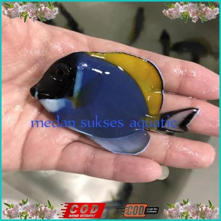 Jual BISMILLAH BOTANA BIRU / BOBI / POWDER BLUE TANG / IKAN HIAS AIR ...