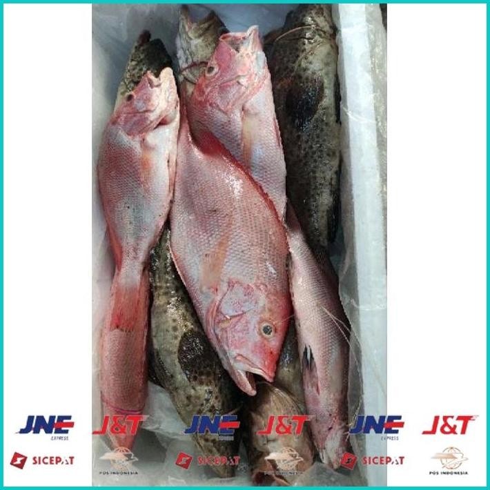 Jual BISMILLAH IKAN KERAPU SUPER/IKAN KERAPU BESAR SEGAR / IKAN LAUT ...