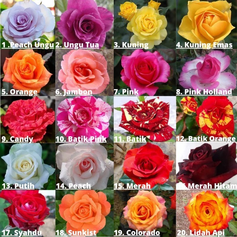Jual Paket 10 Bunga Mawar Hidup Berbunga & Bergaransi Bebas Pilih Warna ...