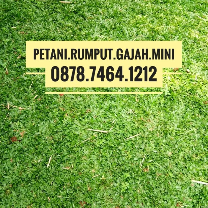 Jual [Plastik] Pusat Rumput Gajah Mini Dan Tersedia Aneka Jenis Rumput ...