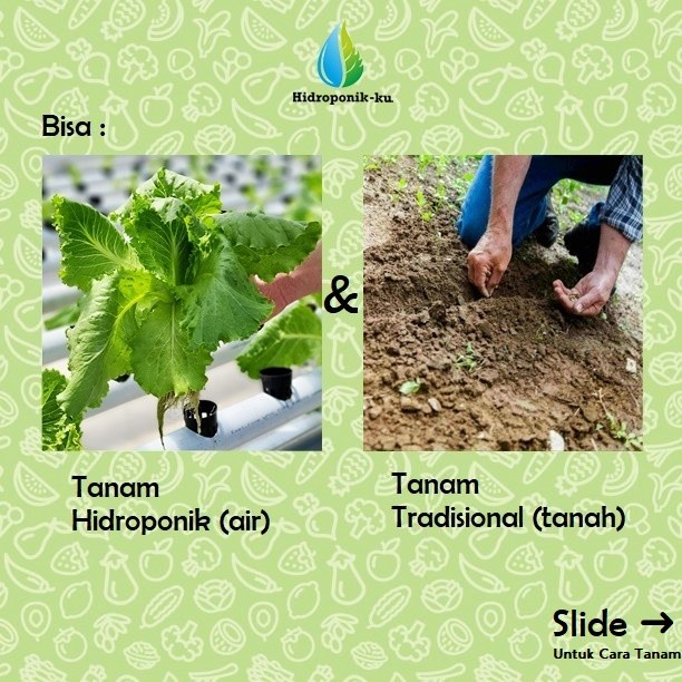 Jual [Bibit] Bibit / Benih Cabe Raksasa Italiano Sweet (10 Butir ...