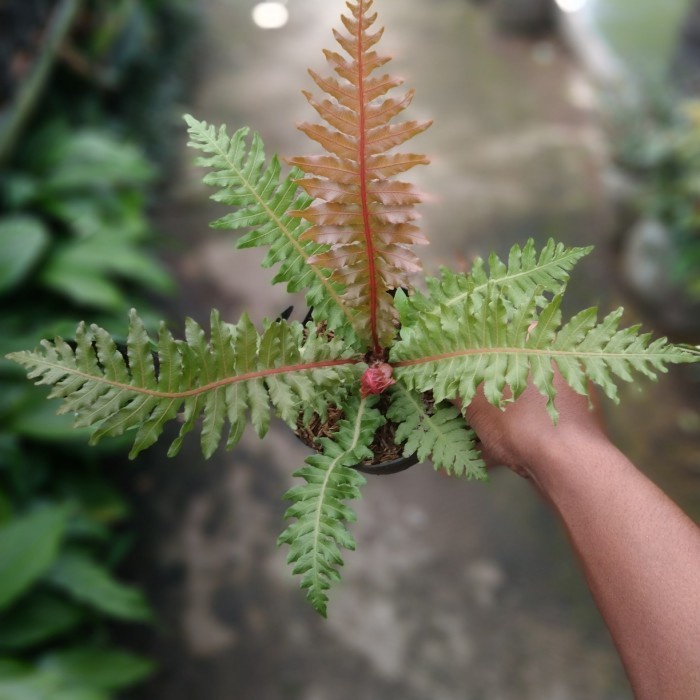 Jual [Hiasan] Tanaman Pakis Blechnum/Tanaman Pakis/Tanaman Pakis Hias ...