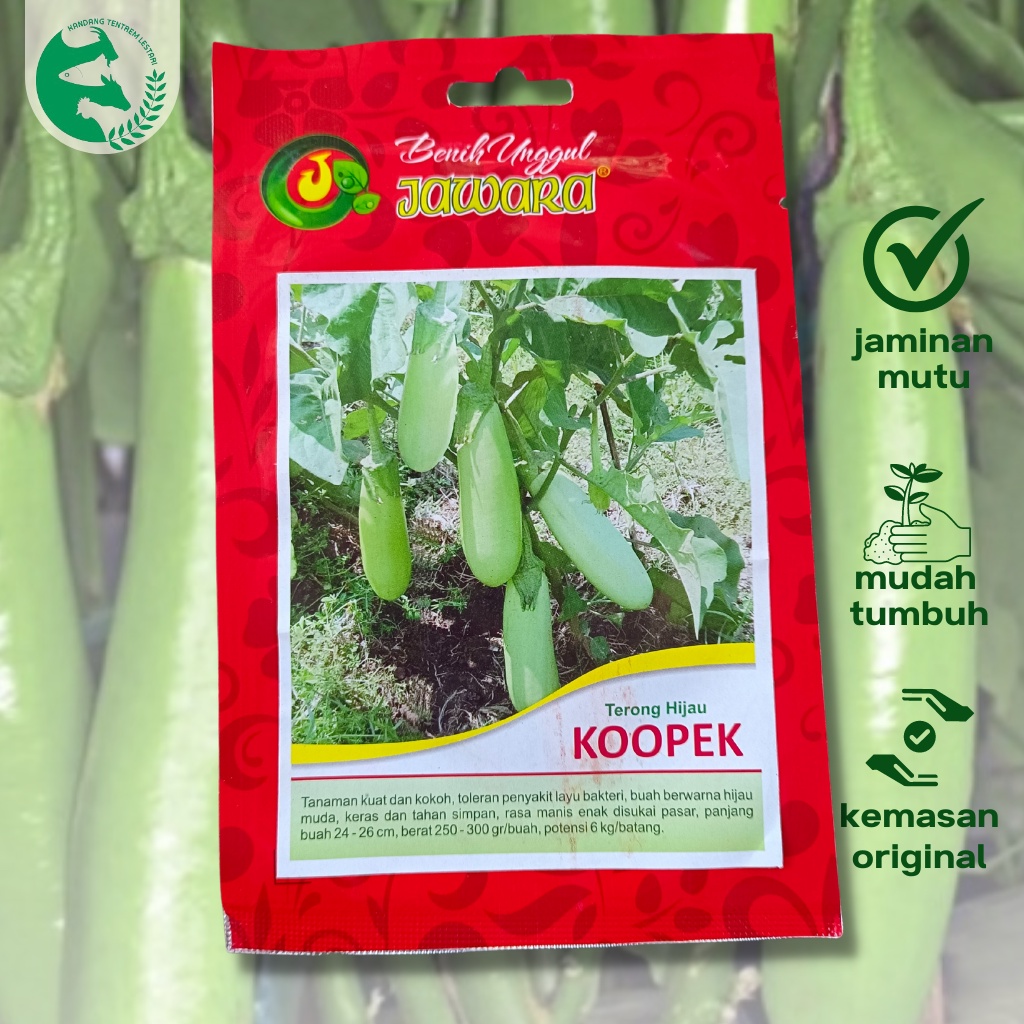 Jual 10 Gram Benih Sayuran Terong Hijau KOOPEK Jumbo Cap Jawara ...