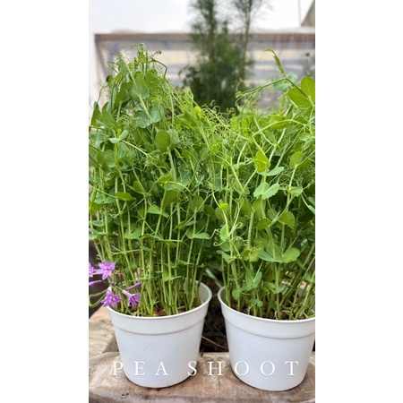 Jual Pea shoot | Pea tendril | microgreens | Shopee Indonesia