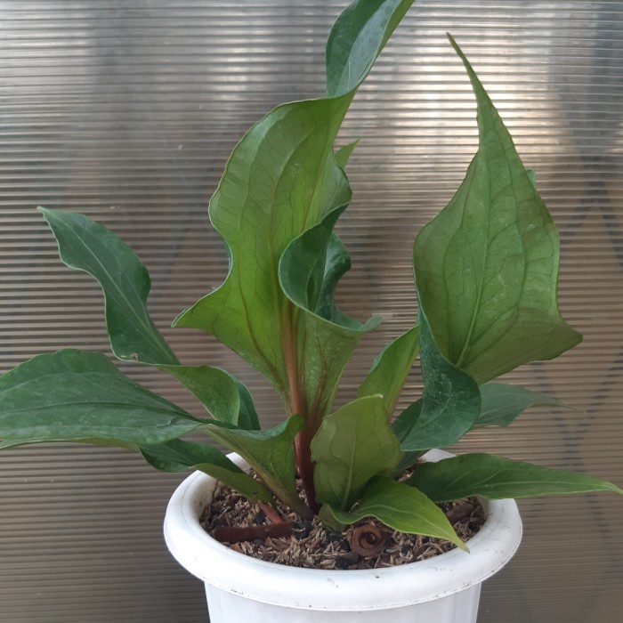 Jual MUST HAVE!! ANTHURIUM OBOR MERAH ( SUPER RED ) UKURAN BESAR ...