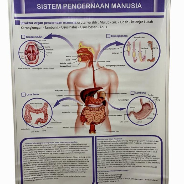 Jual MUST HAVE!! CHARTA/GAMBAR/POSTER SISTEM PENCERNAAN MANUSIATBK TERMURAH | Shopee Indonesia