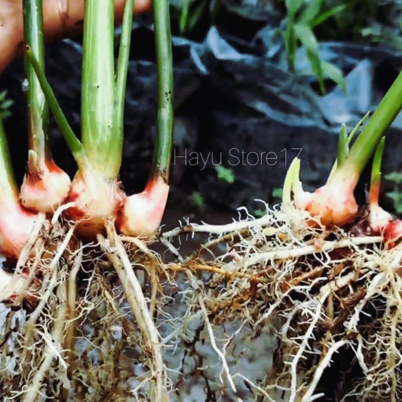 Jual Akar Jahe Merah / Akar Berkhasiat | Shopee Indonesia