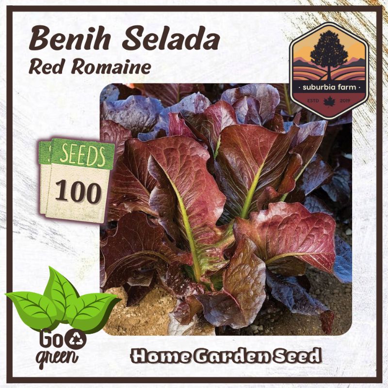 Jual 100 Biji Benih Selada Merah Red Romaine Bibit Sayuran Lettuce Known You Seed | Shopee Indonesia