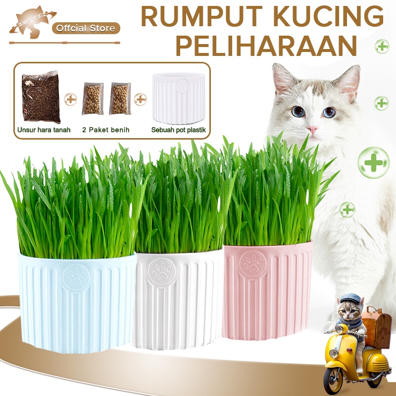 Jual Rumput kucing organik berkaitan dengan pot dan kuat | Shopee Indonesia