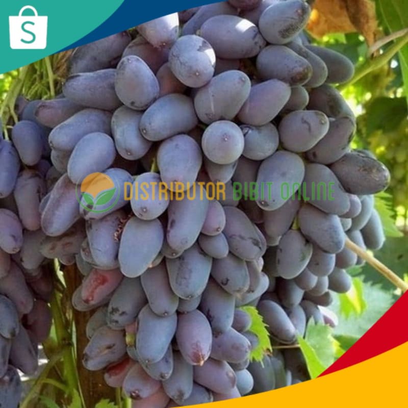 Jual Bibit Anggur Import Original Hasil Grafting | Shopee Indonesia