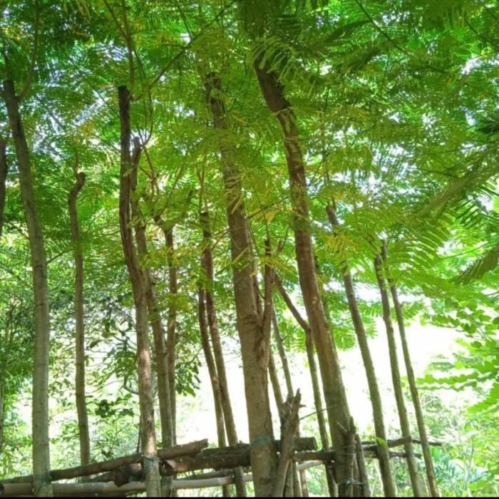 Jual Pohon Flamboyan Merah Besar - Tinggi 3 - 5 Meter 062 | Shopee ...