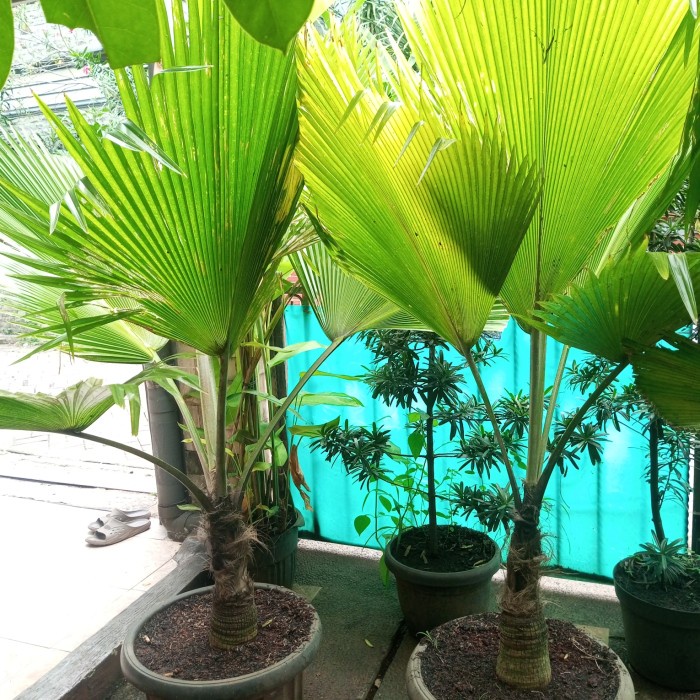 Jual [New Ori] Palem Dop // Pritchardia Pacifica Bisa Sameday | Shopee ...