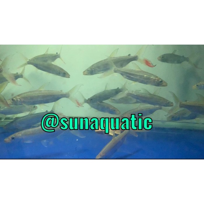 Jual [New Ori] Goliath Tiger Fish / Tigerfish Besar Limited | Shopee ...