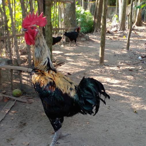 Jual AYAM PELUNG JUMBO - AYAM PELUNG ASLI CIANJUR - AYAM PELUNG DOC ... Jual AYAM PELUNG JUMBO - AYAM PELUNG ASLI CIANJUR - AYAM PELUNG DOC ...