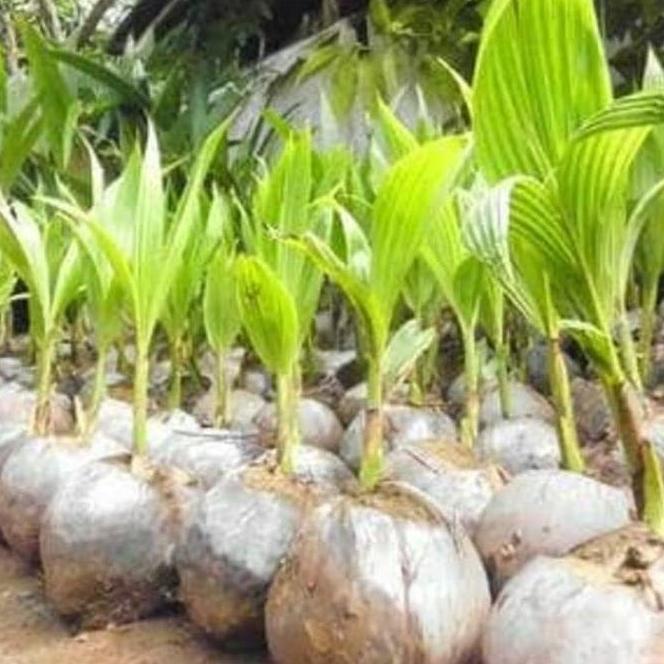 Jual Bibit Kelapa Entog - Kelapa Entok - Kelapa Hijau Besar Super ...
