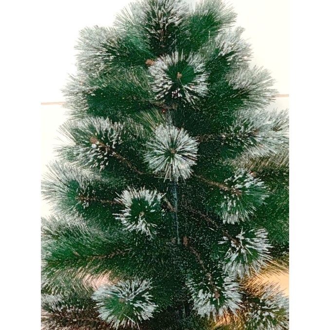 Jual Pohon Natal Tinggi 1.5 Meter Alaska Rainbow Fir Chrismast Tree ...