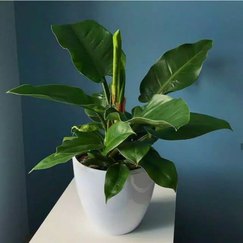 Jual PHilodendron Karet // PHILO KARET | Shopee Indonesia