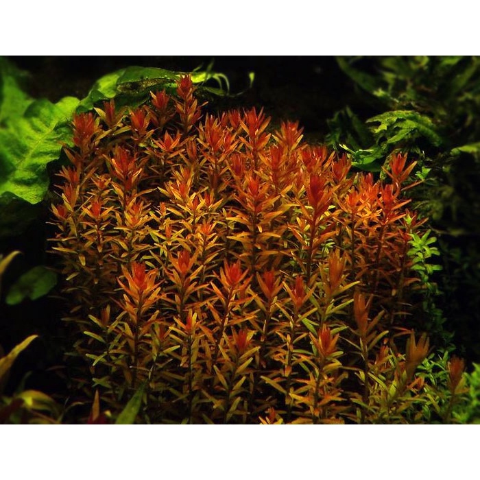 Jual Ammania Bonsai Red Aquascape Tanaman Air | Shopee Indonesia