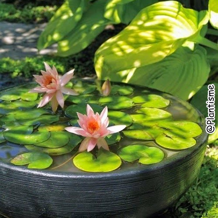 Jual TANAMAN HIAS AIR BUNGA TERATAI WATER LILY HOME GARDEN KOLAM IKAN ...
