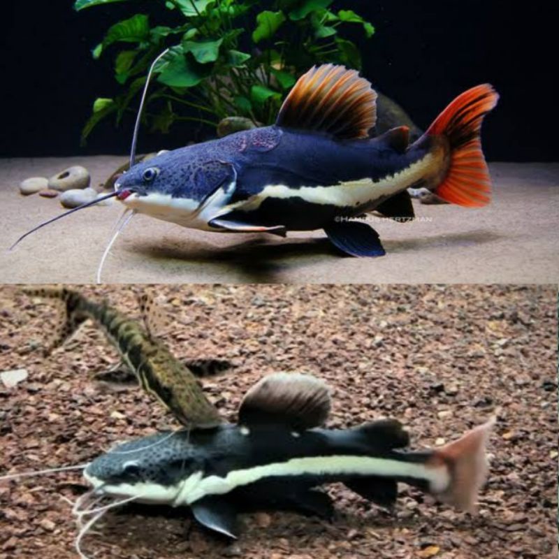 Jual ikan RTC red tail catfish / ikan redtail catfish / ikan hias RTC ...