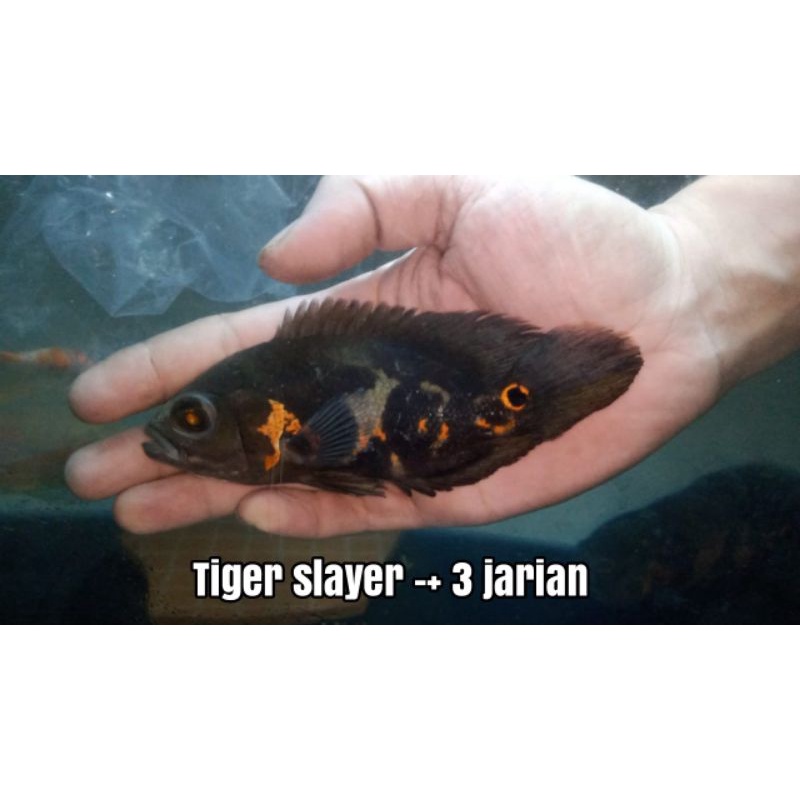 Jual Oscar Tiger slayer | Shopee Indonesia