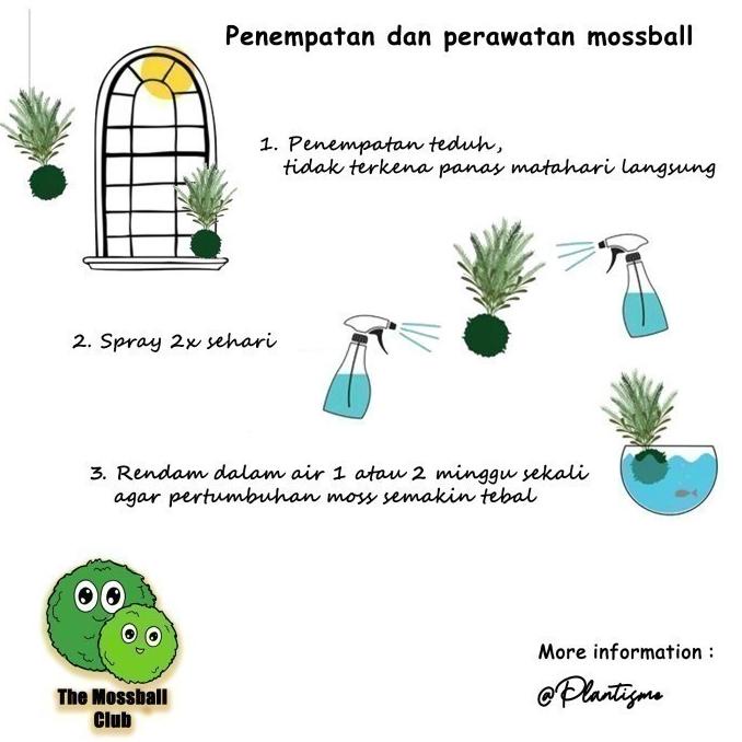 Jual MILIKI MOSSBALL - BUNGA MAWAR PUTIH WHITE ROSE TANAMAN HIAS INDOOR ...