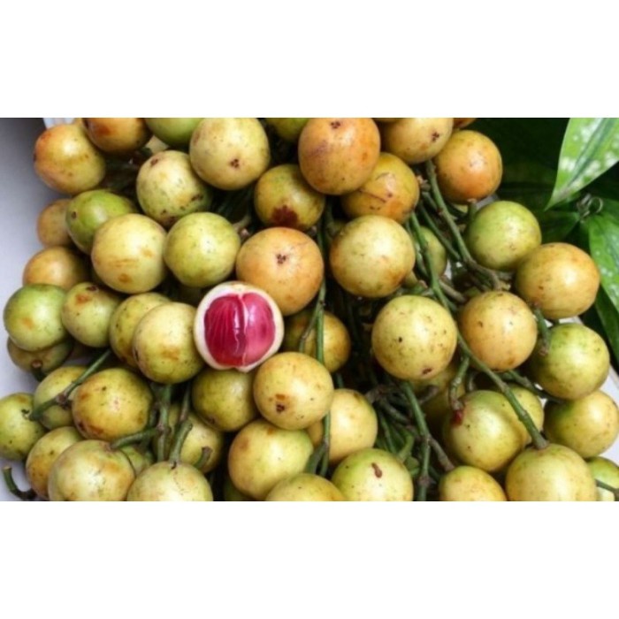 Jual Bibit Tanaman Buah Menteng/ Kemundu - Buahnya Ibu Hamil EE44 ...