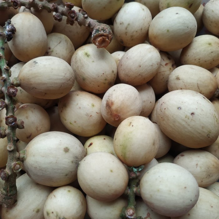 Jual ORI BIBIT LANGSAT LANGSEP TANAMAN BUAH LANGSAT BUKAN DUKU SHT14 )W ...