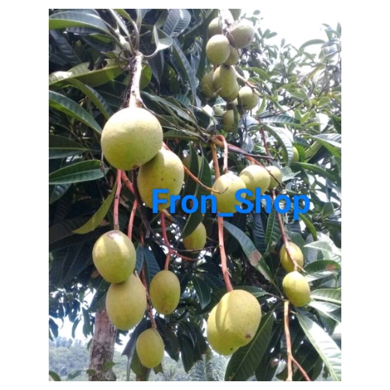 Jual Buah Limus/Pakel Segar Organik 5Kg | Buah Bacang Tua Dan Muda ...