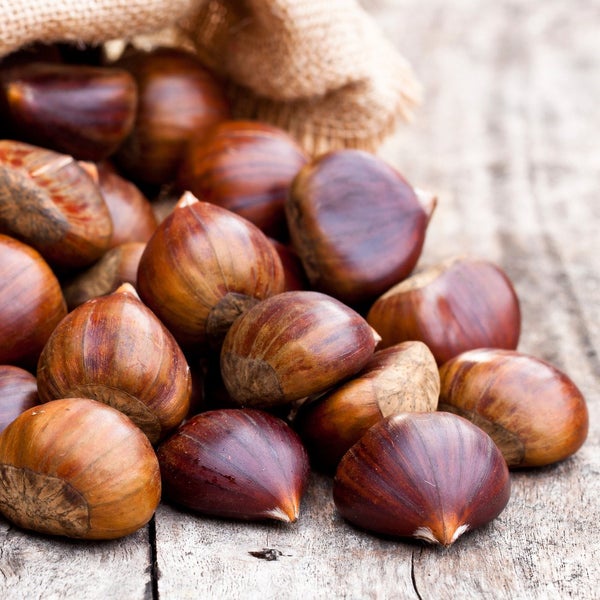 Jual Bibit Benih Kacang Chestnut Chesnut (10 Gram) | Shopee Indonesia