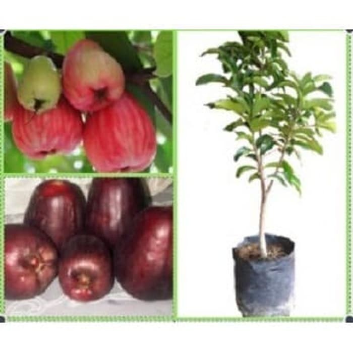 Jual Bibit Tanaman Buah Jambu Air Darsono/bol jamaika VALID | Shopee ...