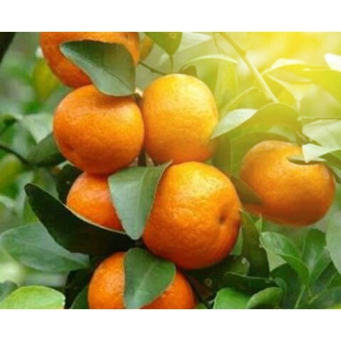 Jual Bibit Tanaman Jeruk Santang Madu/Pohon Buah Jeruk Santang/Berkualitas VALID | Shopee Indonesia