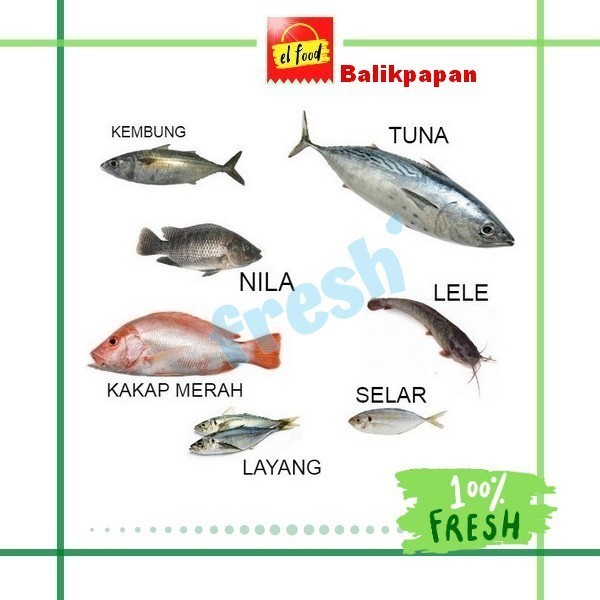 Jual IKAN LAUT SEGAR 1 Kg /ELFOOD/Daging/Seafood/Ikat Laut Segar ...