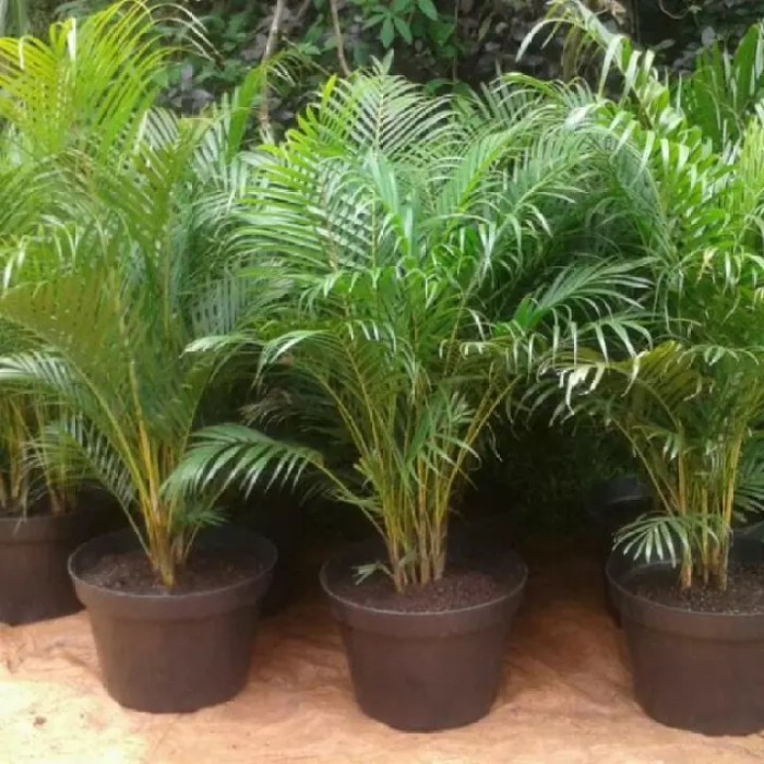 Jual TANAMAN POHON PALEM / PALM KUNING UKURAN SEDANG + POT HITAM ...